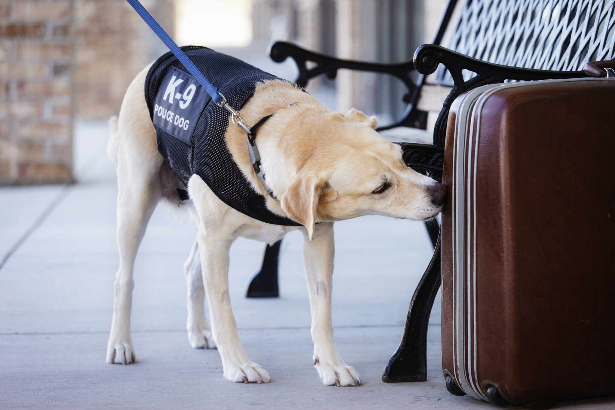 Animal-Assisted Interventions | Center for Veterinary Social Work