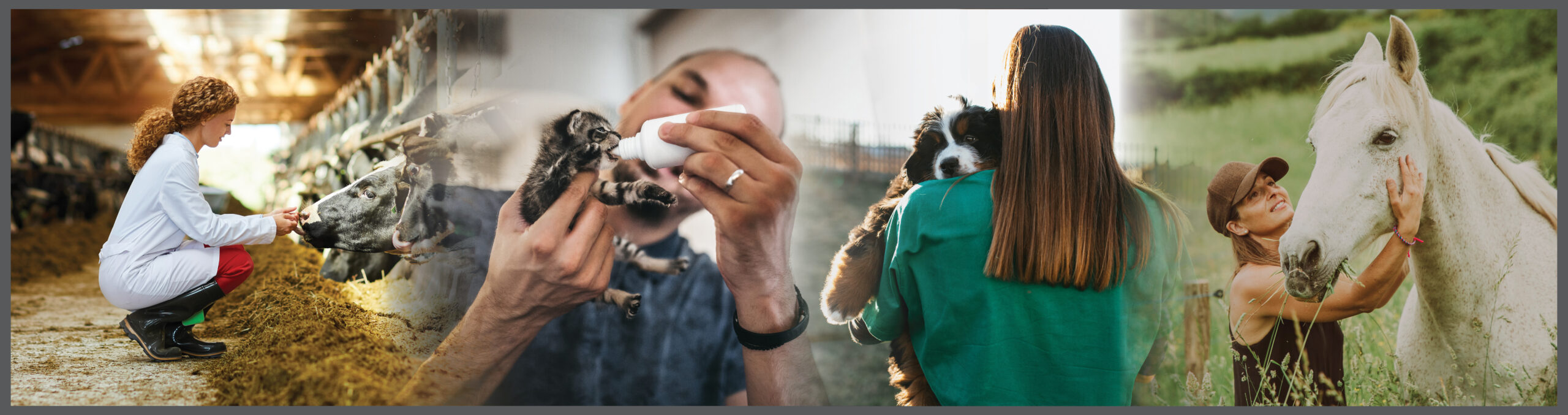 Home | Center for Veterinary Social Work